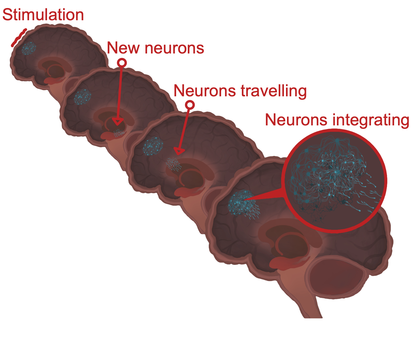 Brain Stimulation – Training Brains